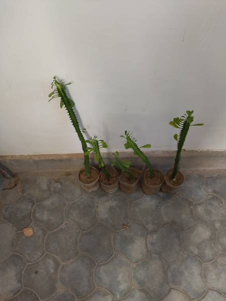 Gullar Sotiladi.