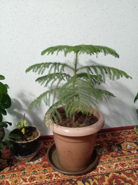 Archa gul sotiladi