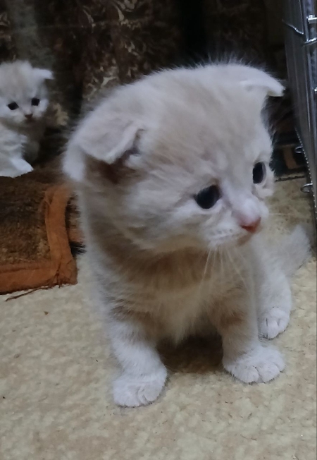 Котята породистые скоттиш фолдики и скоттиш страйт