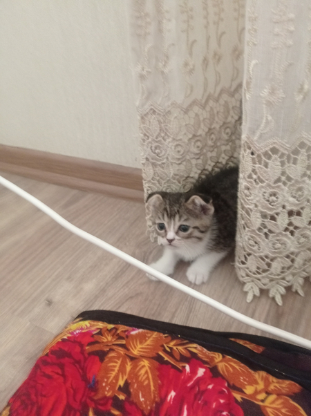 Kichkina mushuklar