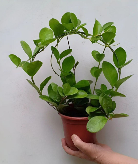 Хойя Австалис или южная ( Hoya Austalis).
