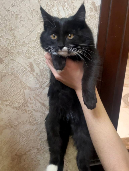 Продаётся    кот