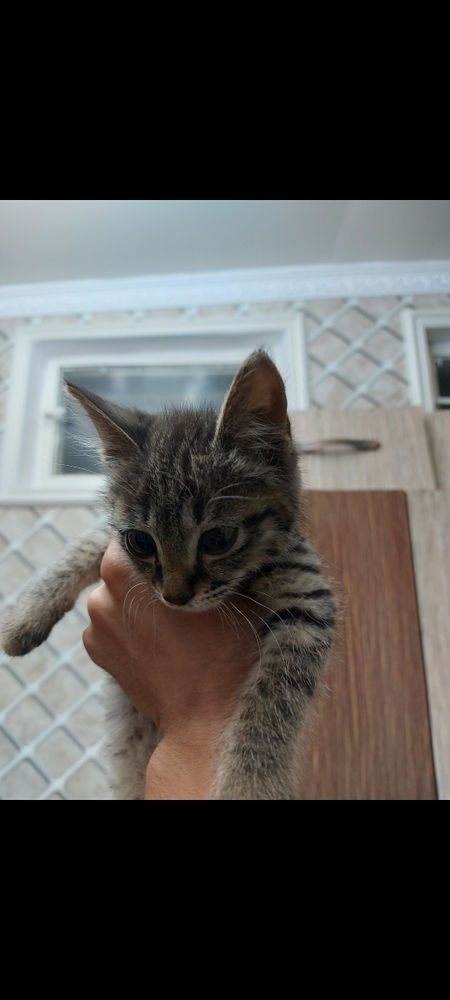 Котёнок маленький мальчик отдам даром в хорошие руки