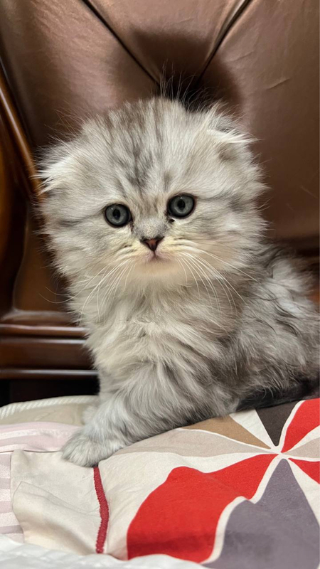 котята чистокровные скоттиш фолд и скоттиш страйт