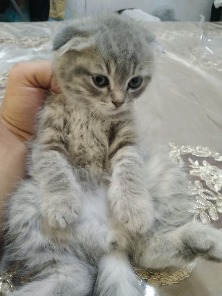 Продаётся котёнок