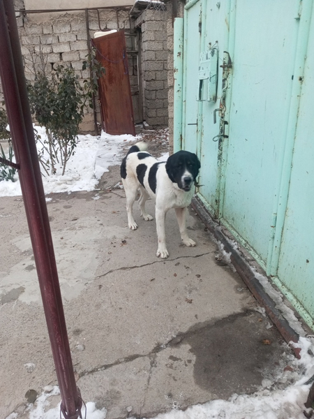 Продается собака Алабай самка