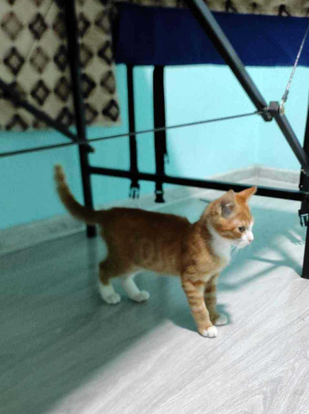 Котенок рыжий домашний к продаже