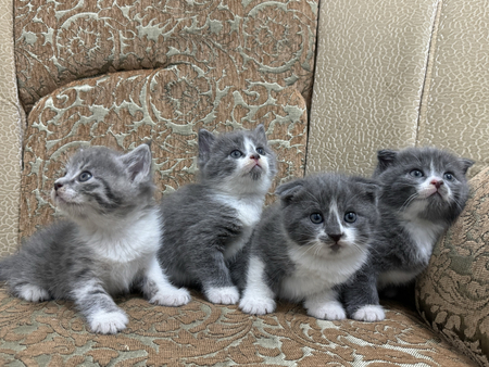 продаются котята
