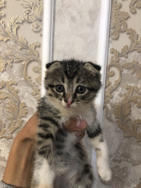 Скоттиш фолд мушуклар