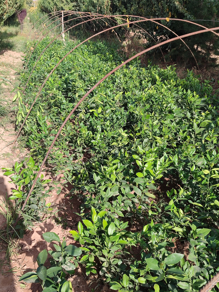 Lemon koʻchatlari