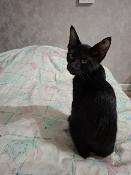 Котёнок черный принц!
