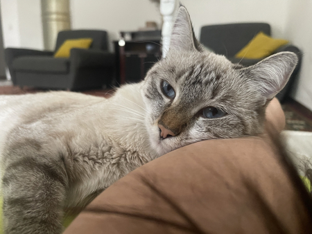 Пропал кот
