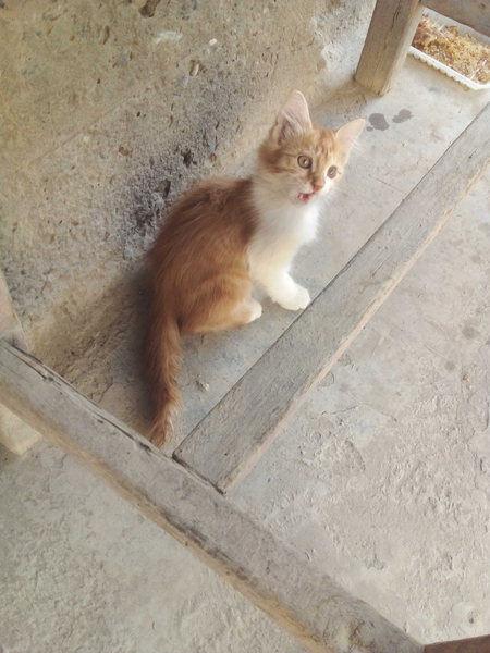Котята - Раздаём бесплатно