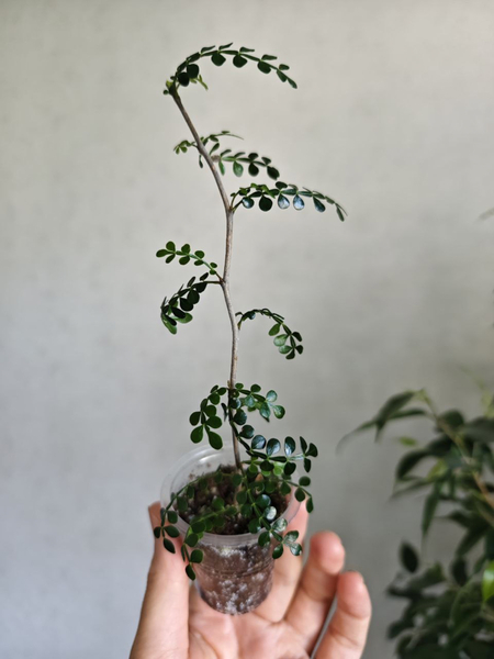 Operculicariya decaryi