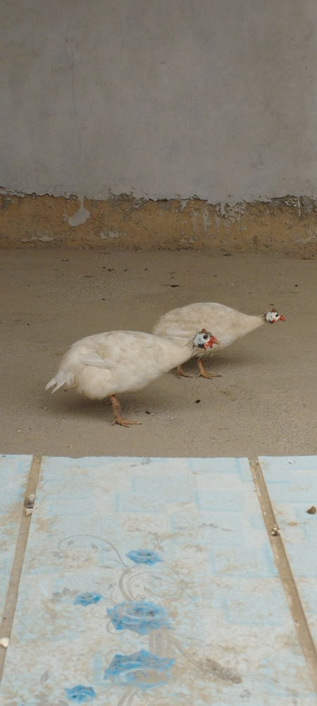 Secharka sotiladi