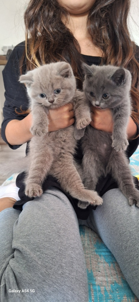 Продаются котята скоттиш страйт