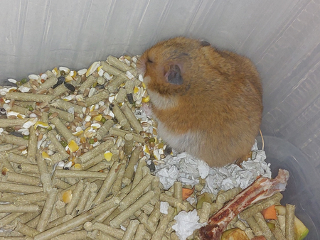 Продаётся сирийские хомячки с детьми