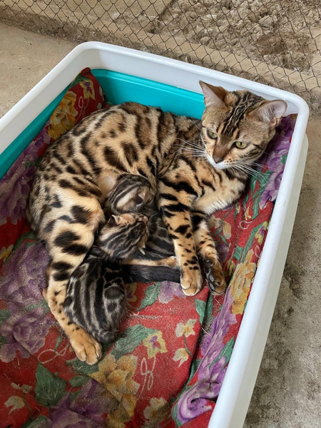 Бенгалы с парамы и котятами