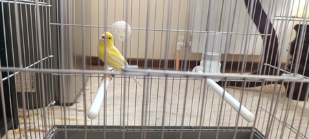 Продаётся канарейка самец