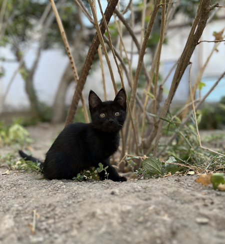 Котёнок, Маргилан, 50 000 сум.