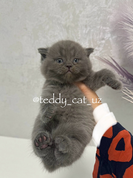 Клубные Тедди Элитте фолдики Чистокровные
