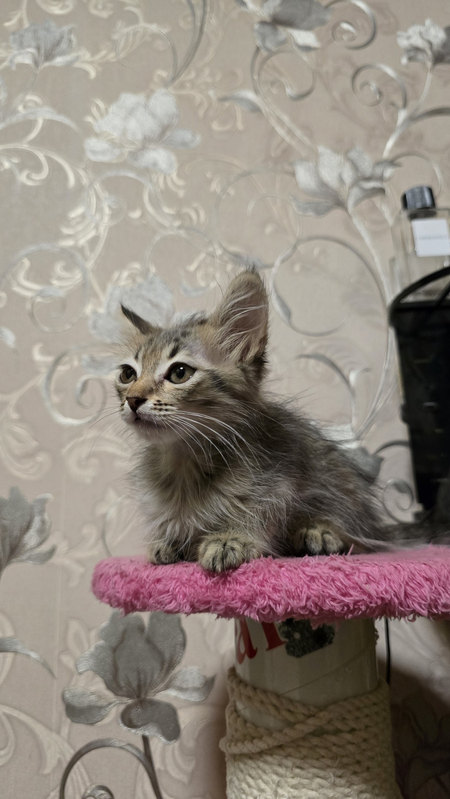 Мушук пишик котенок кошка пушистая девочка