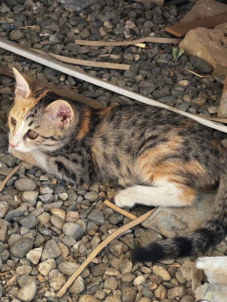 Котенок и кошка в добрые руки