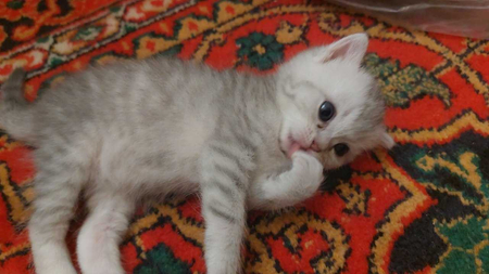 Скотиш фолд, скотиш страйт