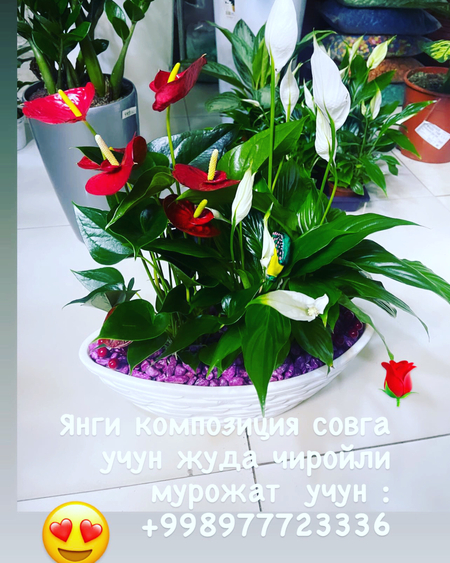 Комнатные  ростения
