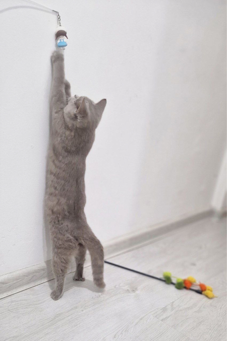 Кот мушук мушукча котенок