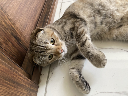 котенок скоттиш фолд девочка очень умная