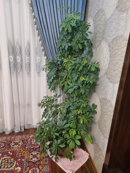 Toshkent yangobod