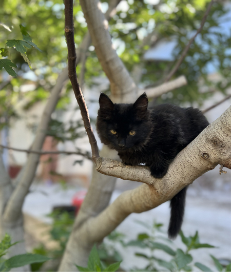 Котёнок, девочка, 2,5 месяца