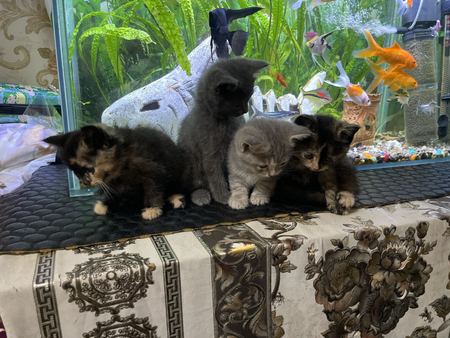 Кошки скоттш фолд. Маленкие