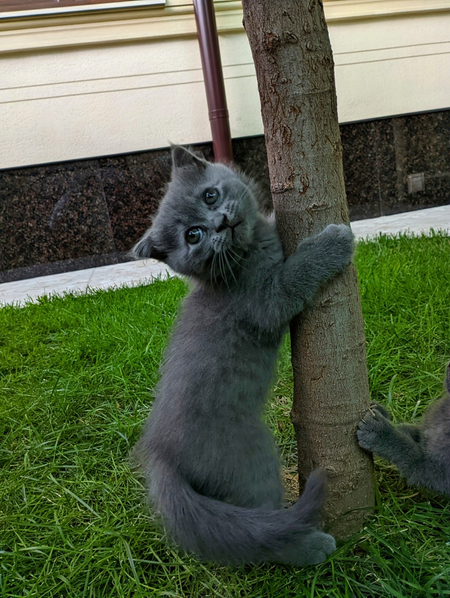 Ласковые котята ждут своих хозяев