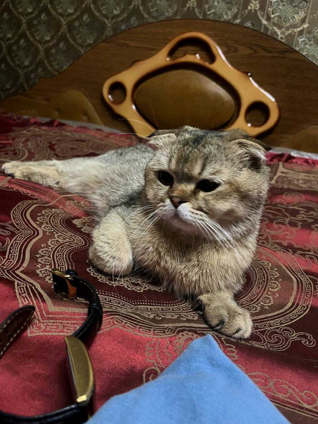 Вязка котик шотландец шиншила