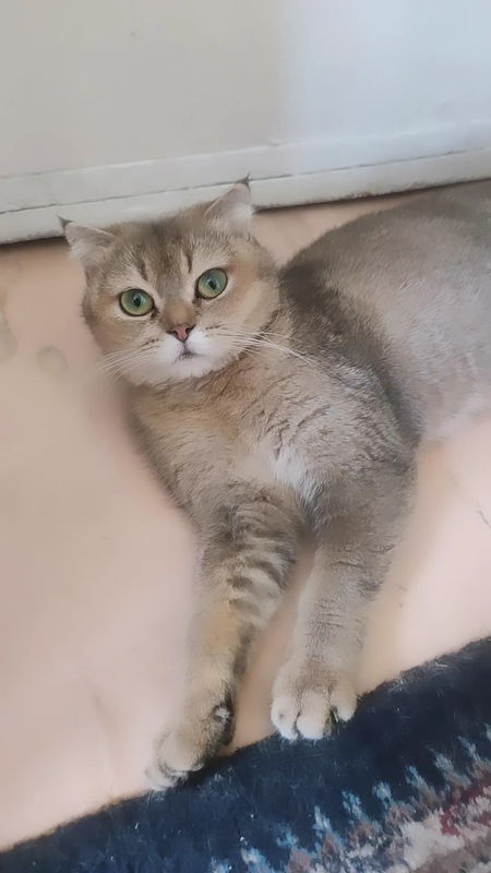 Готовятся к продаже котята породы серебристая шиншилла.
