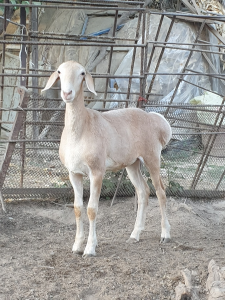 Zotliy qoy sotilad