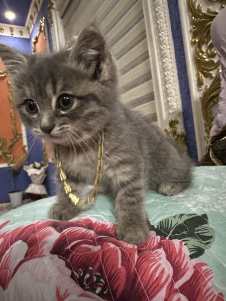 Скотиш фолд кошечка