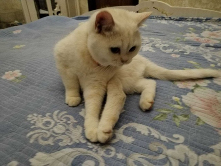 Shinshila mushuk sotiladi.toza qon toza zotli 100%