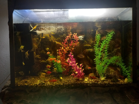 Akvarium baliqlari bilan