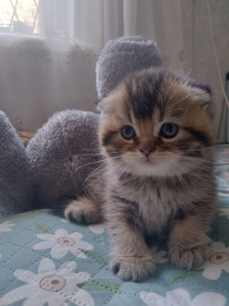 Котята от правильной вязки