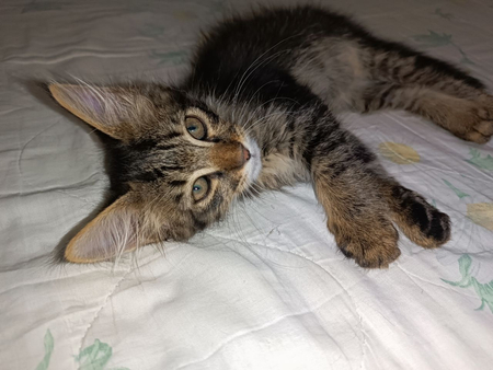 Котёнок в добрые руки