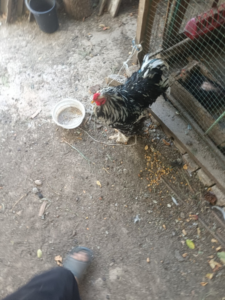 xoroz sotiladi mramir