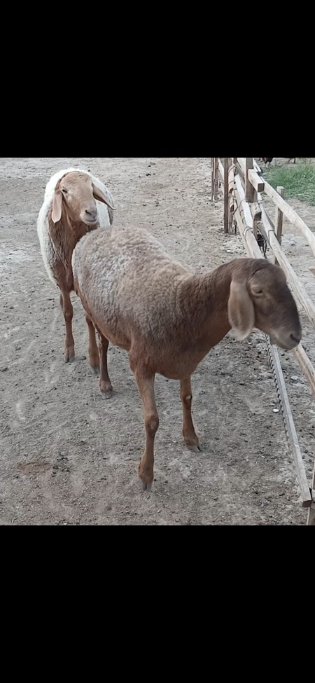 Qõçqor, Кучкор , Баран производитель.
