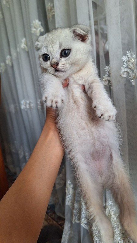 Котята, шиншила, 1, 5 месяц