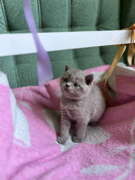 Продаются котята скотиш фолд и скотиш страйт.