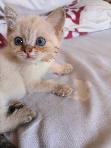 кошка-котёнок окрас 