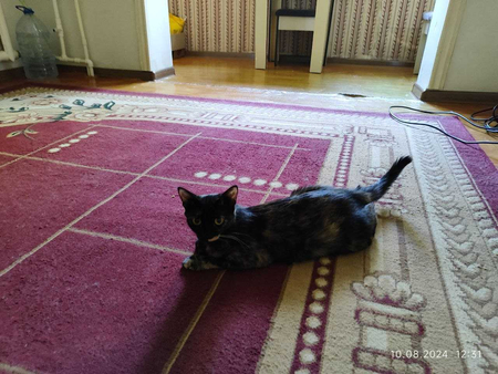 Отдам кошек и котят в хорошие руки, хозяева ушли кошек оставили(