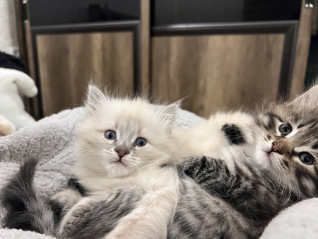 Котята мальчик и девочка